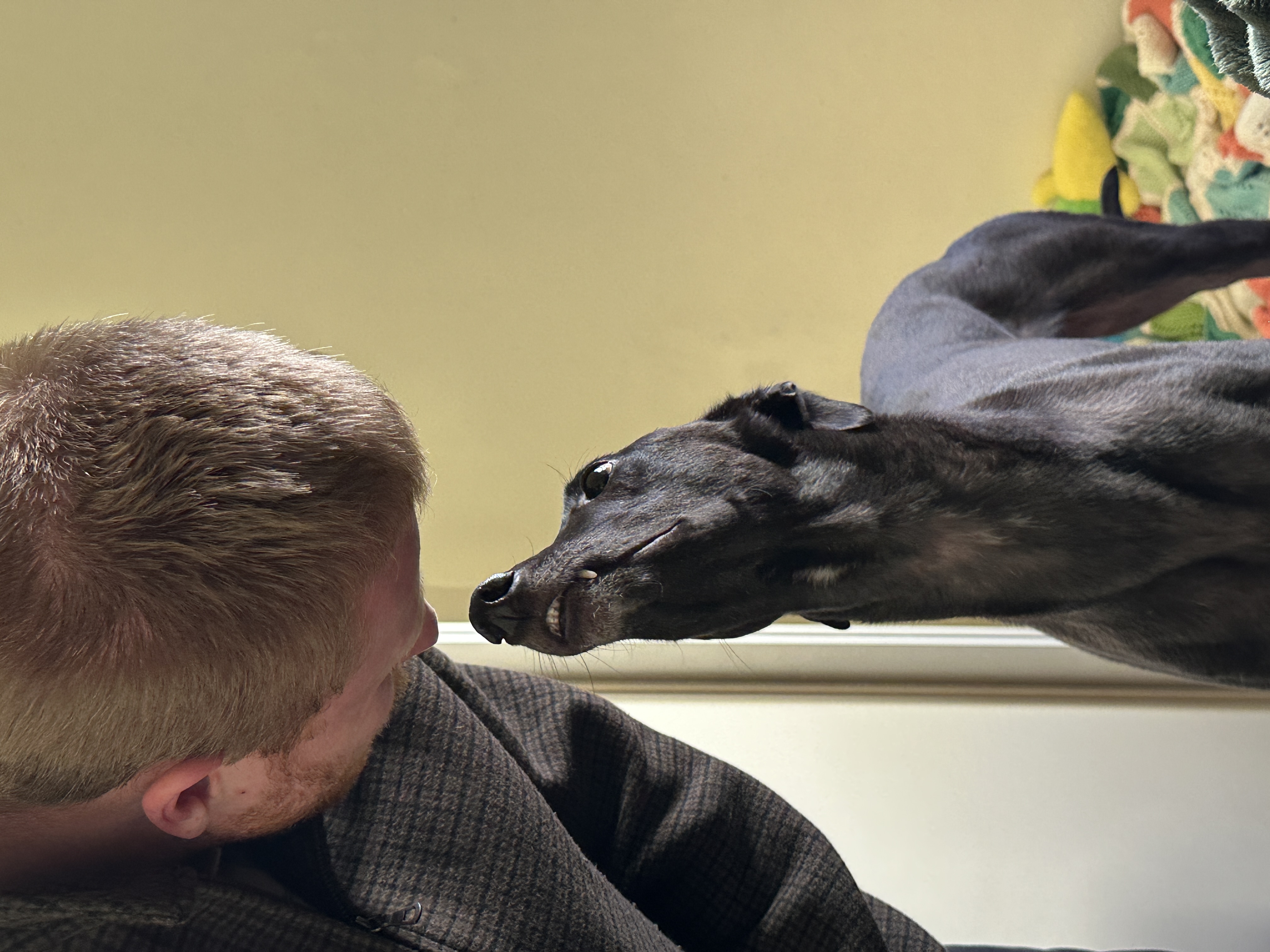 Thalia, Todd & Alby | Greyhound Adoption Program (GAP)